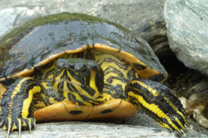 Tortugas de río: todo lo que debes saber - Todo lo que debes saber